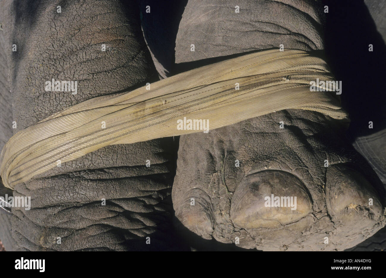 Detail of the legs of a sedated elephant which have been tied together ...