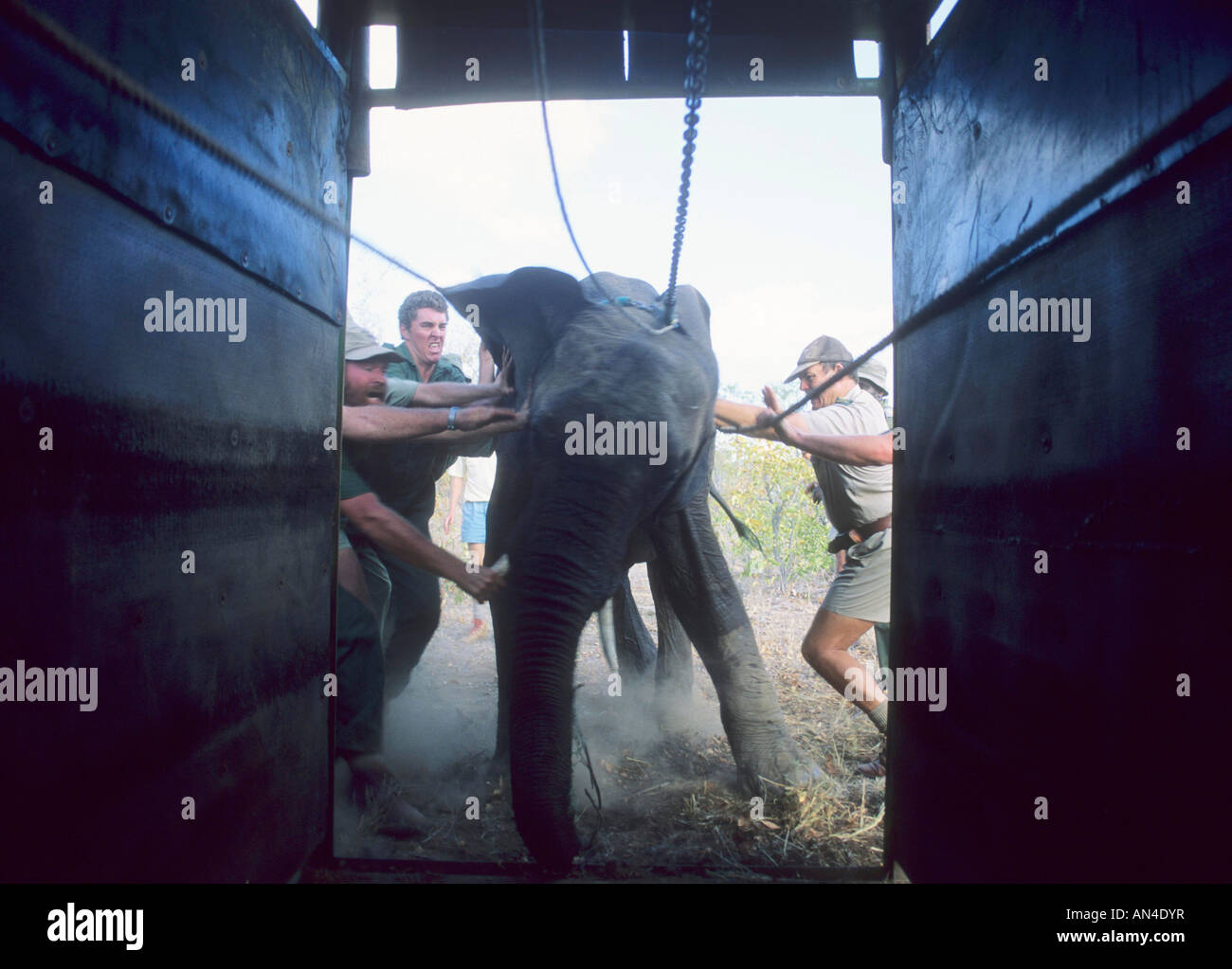 Animal pushing another animal hi-res stock photography and images - Alamy