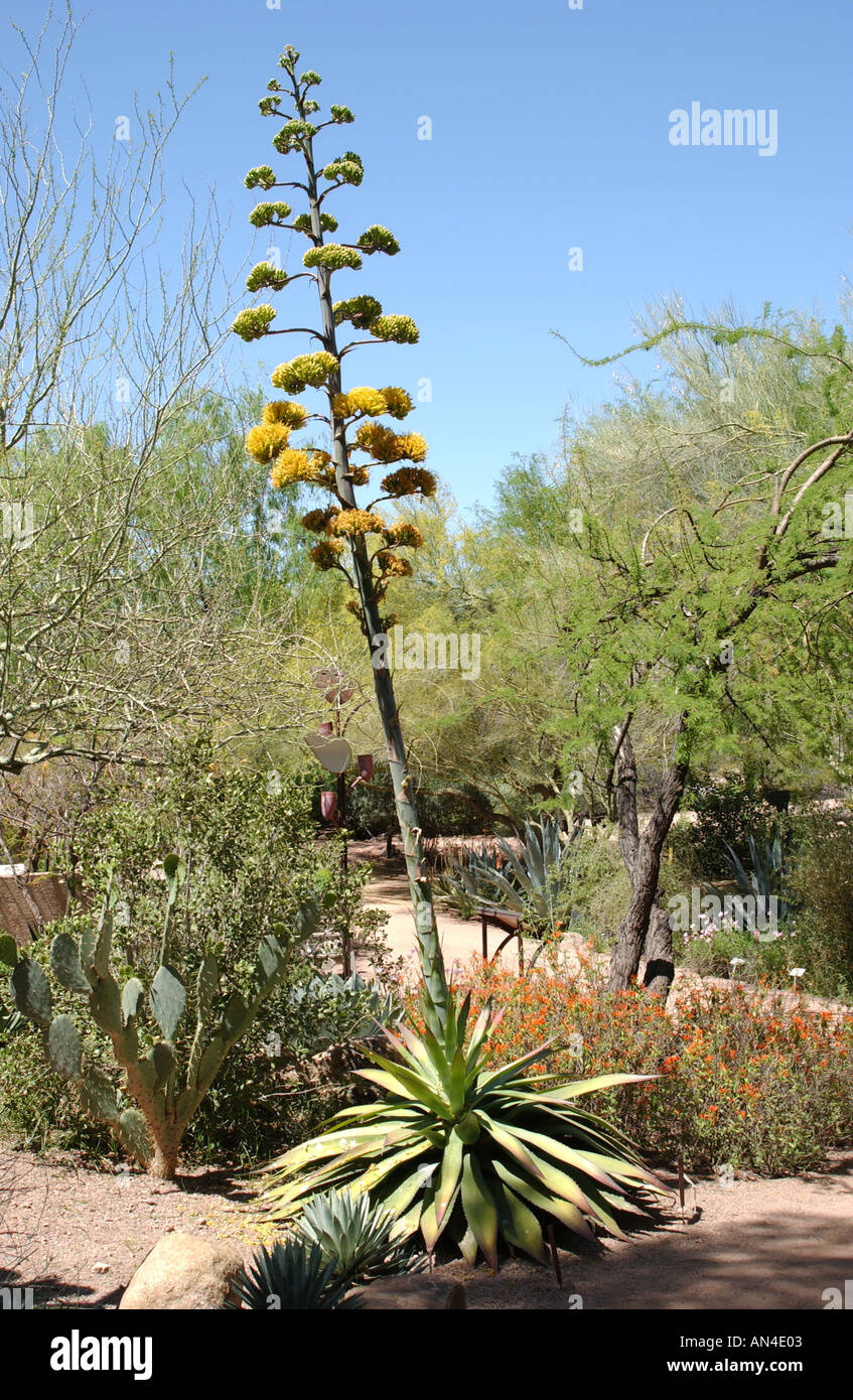 Century Plant Agave