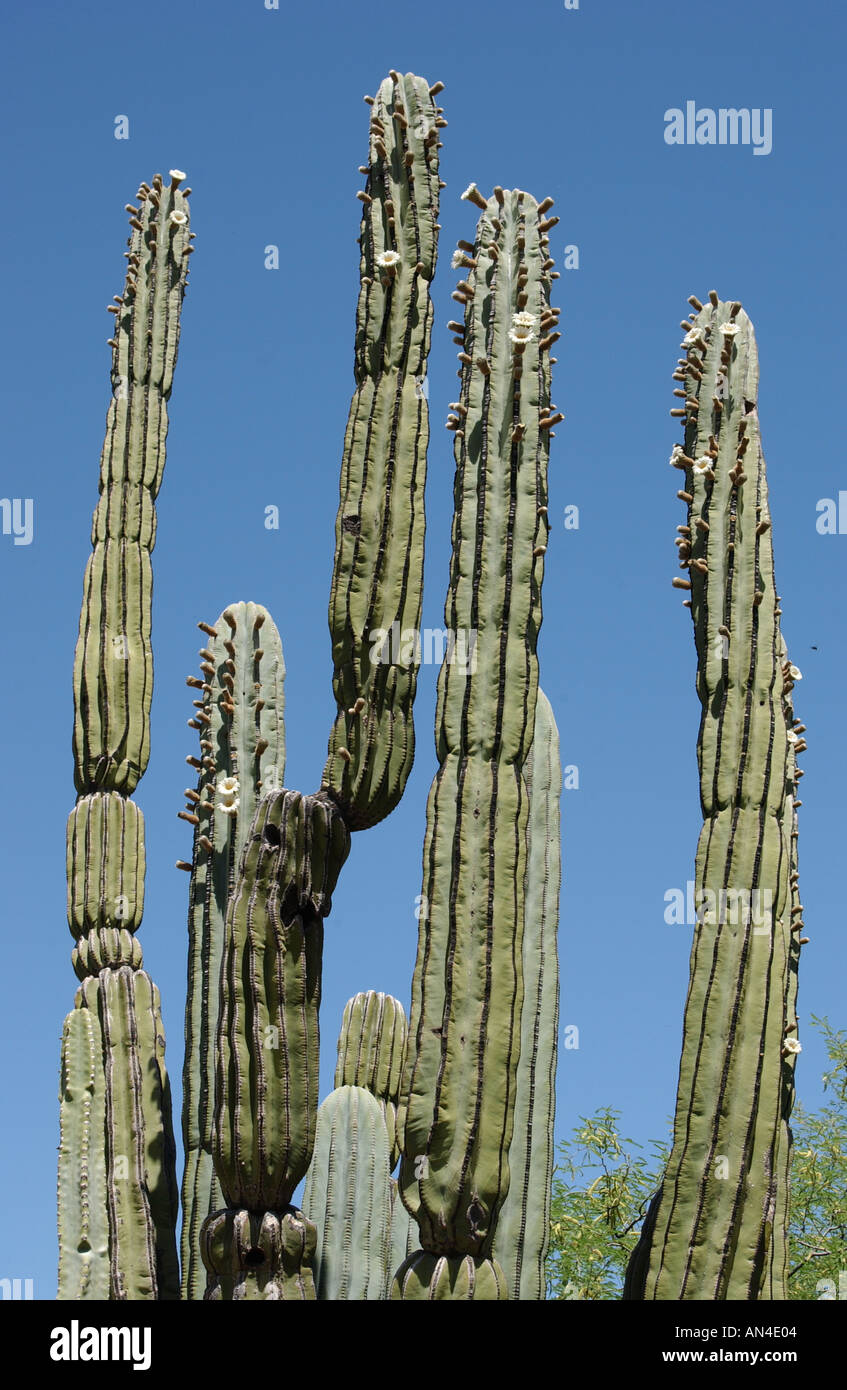 Organ Pipe Cactus Stenocereus thurberi in the Sonoran Desert Arizona ...
