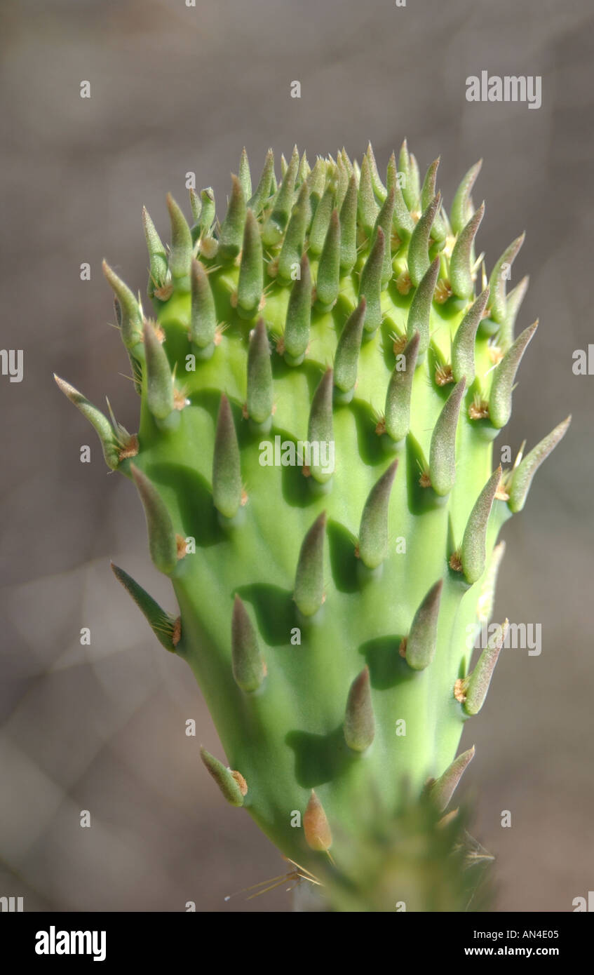 Cactus head in Arizona Sonoran desert Stock Photo - Alamy