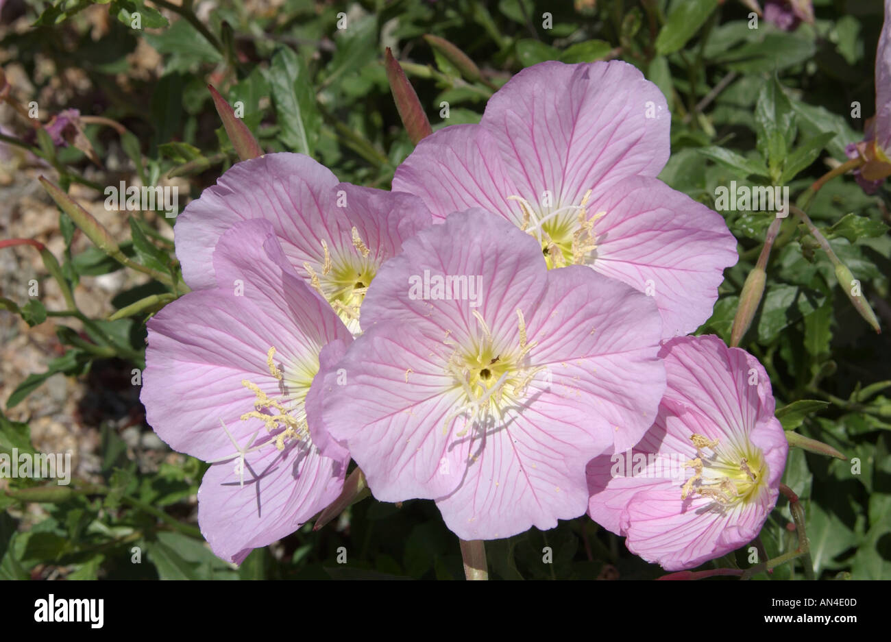 The Mexican Evening Primrose Oenothera berlandieri in the sonoran ...