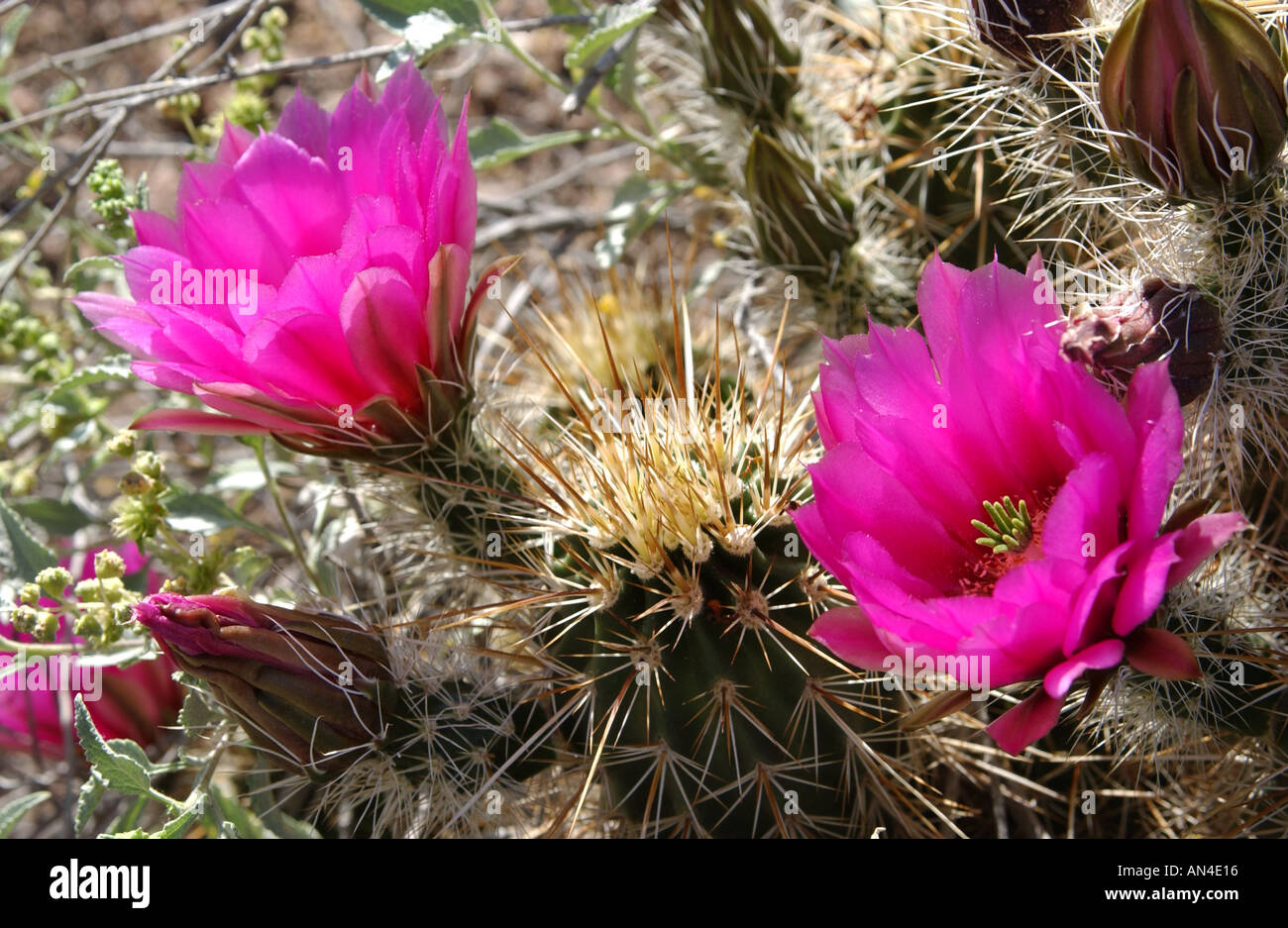 Pink flowers on Prickly Pear Cactus Arizona Stock Photo - Alamy