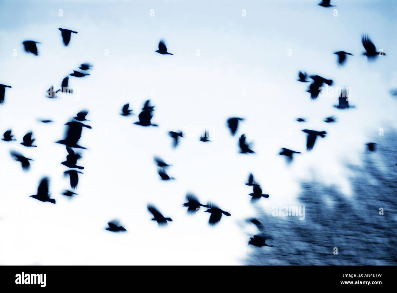 Flying black crows hi-res stock photography and images - Alamy