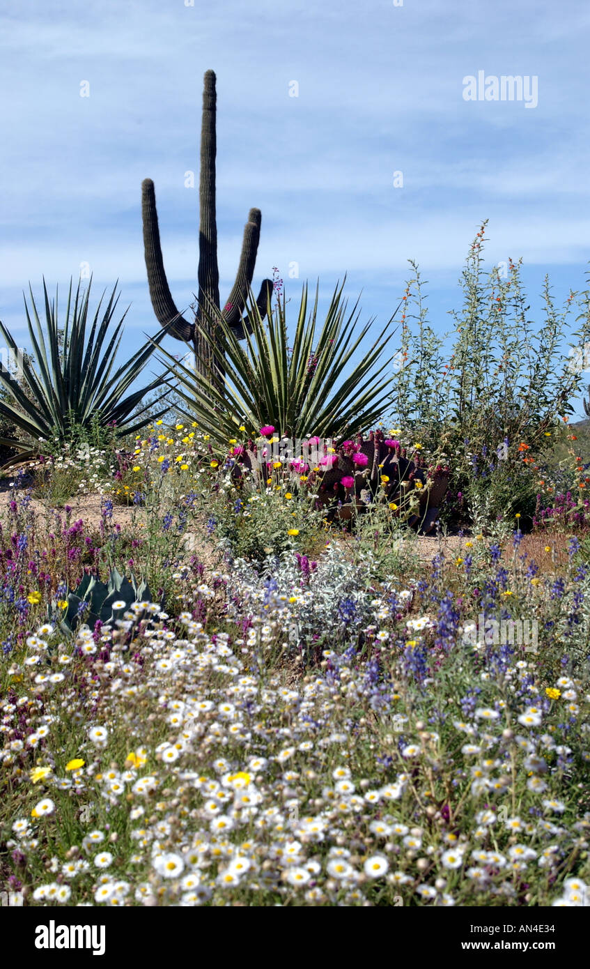 Desert in Bloom Arizona Stock Photo - Alamy