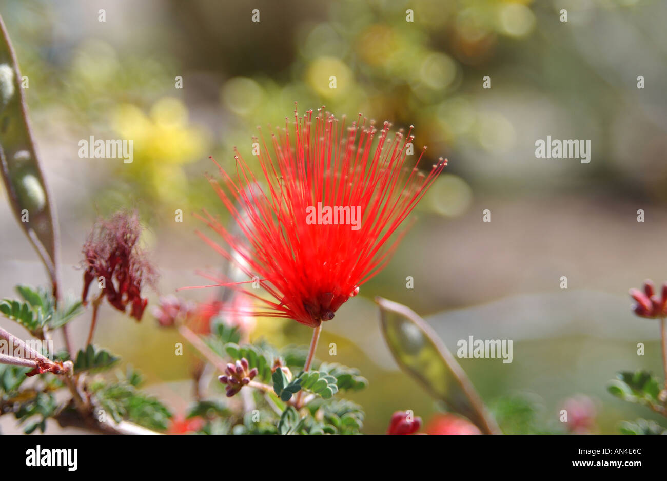 Red spiky flower hi-res stock photography and images - Alamy
