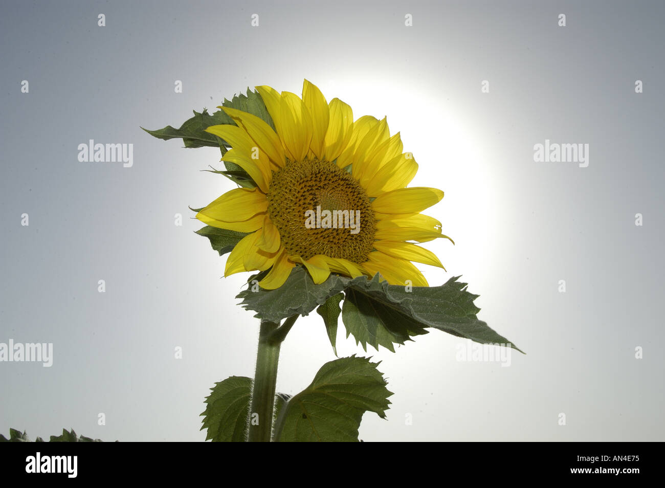 Sunflower leaves from below hi-res stock photography and images - Alamy