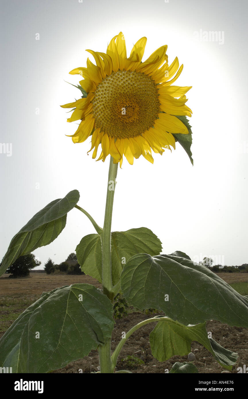 Sunflower and leaves from below sun behind VERTICAL Stock Photo - Alamy