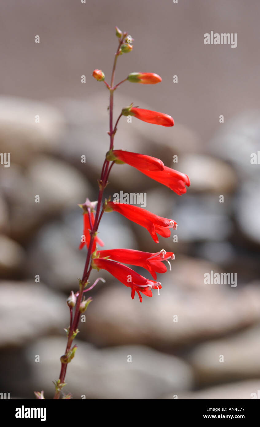 Firecracker Penstemon Penstemon eatonii in the Sonoran desert Arizona ...