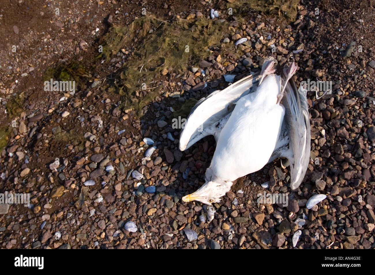 Dead seagull on rocky beach upturned on its back Bay of Chaleur New ...