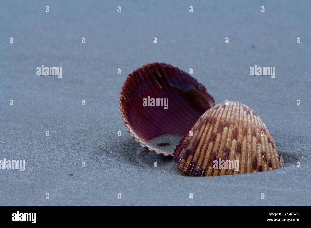 A Van Hyning s Cockle shell laying on the beach in the early morning ...