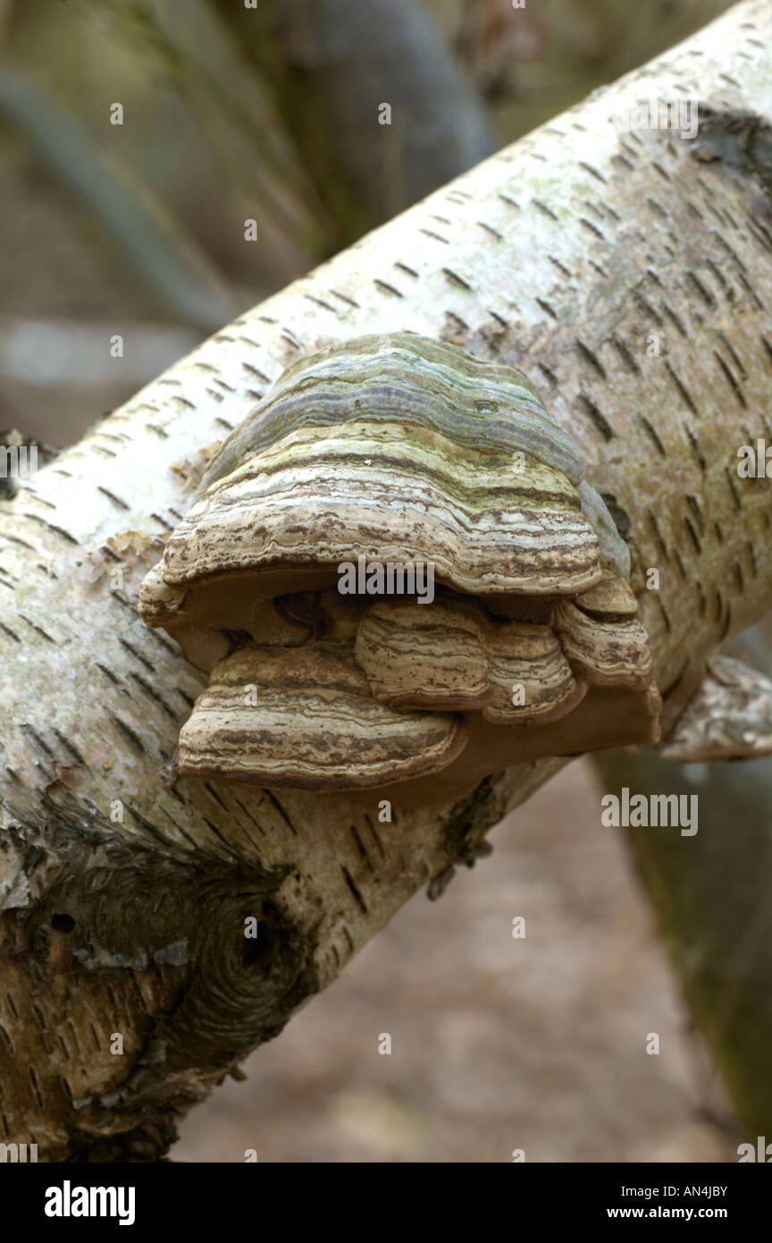Hoof Fungi Fomes fomentarius growing ona dead fallen Silver Birch ...