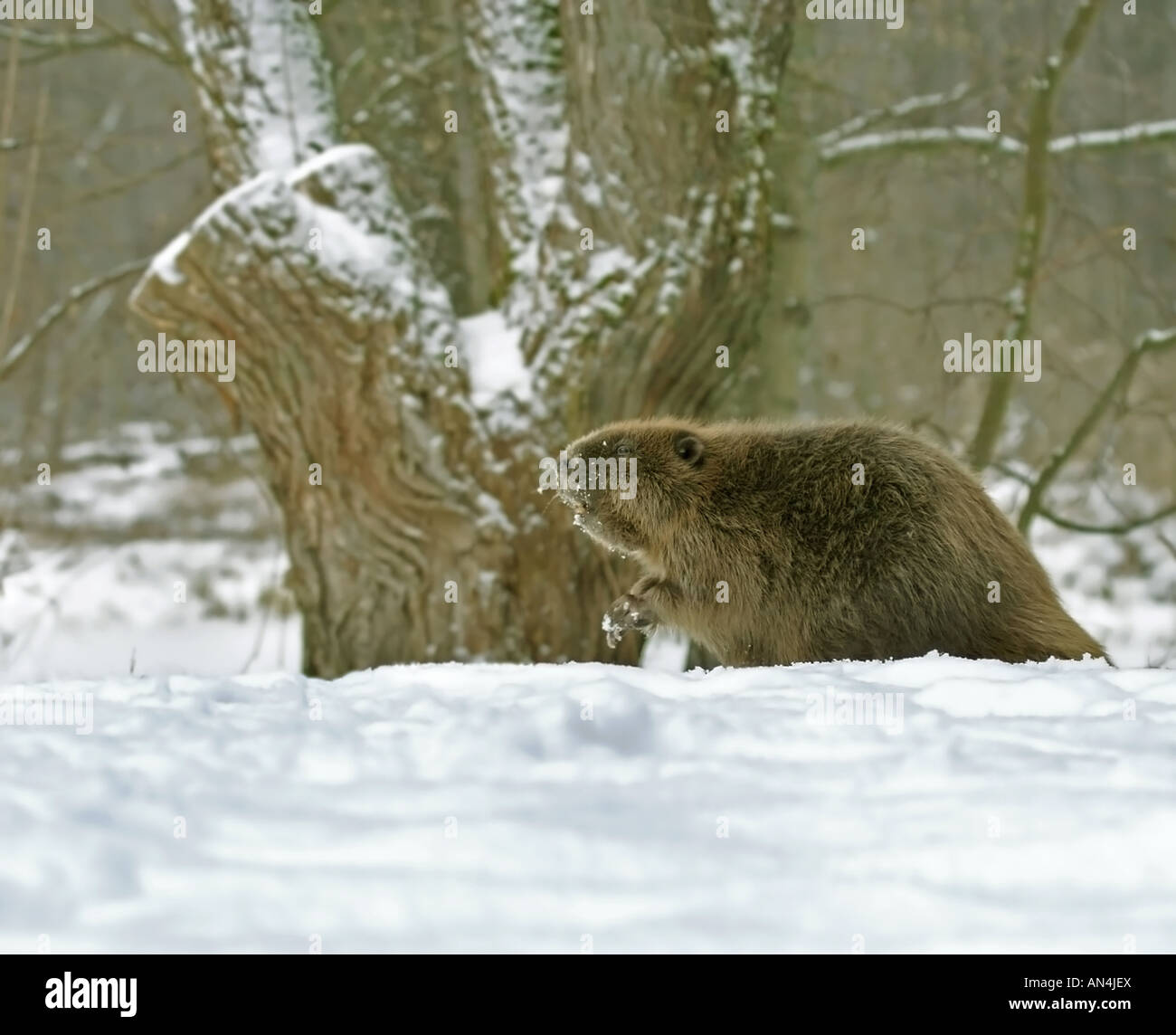 European beaver Castor fiber Stock Photo - Alamy