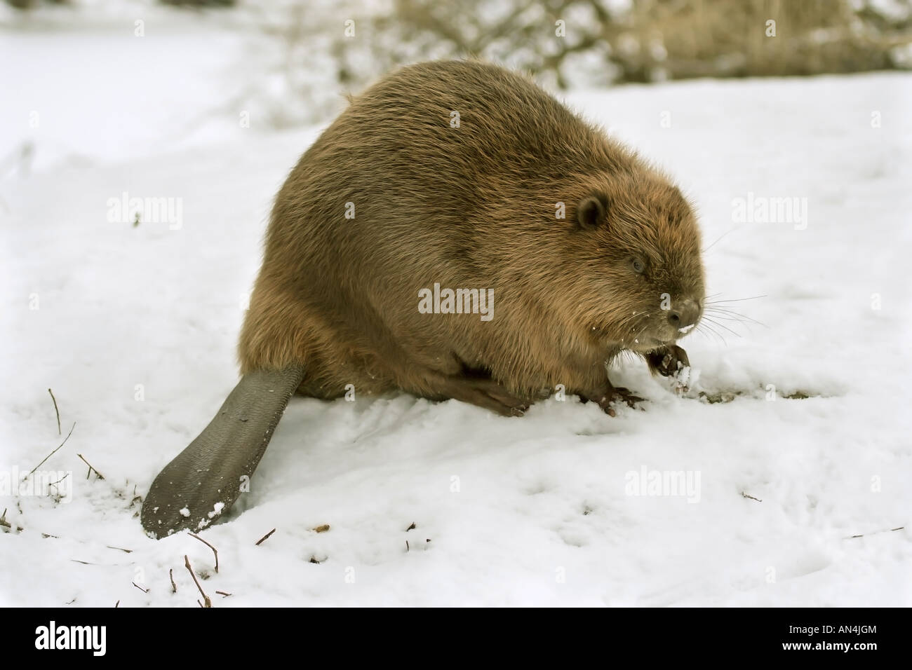 European beaver Castor fiber Stock Photo - Alamy