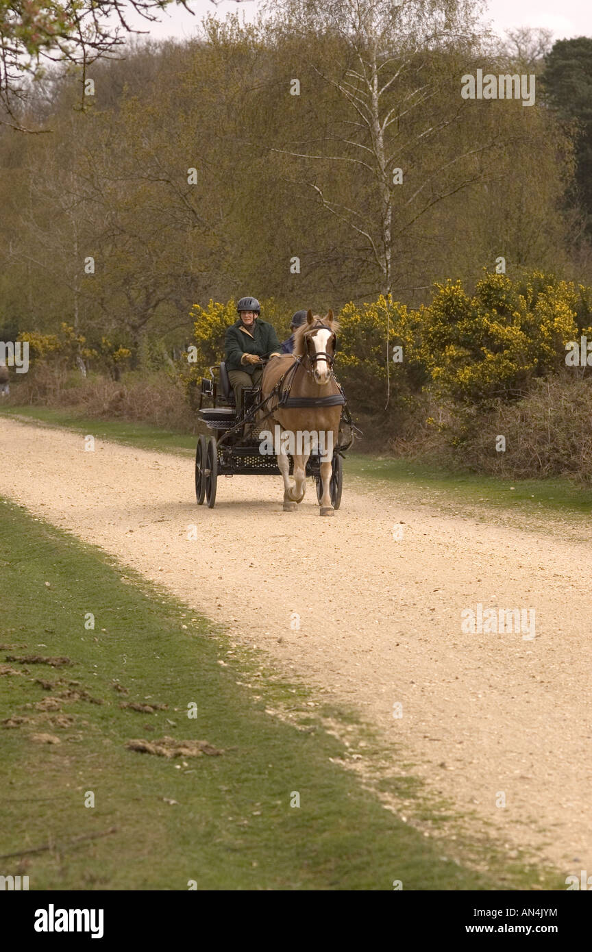 A woman driving horse carriage hi-res stock photography and images - Alamy