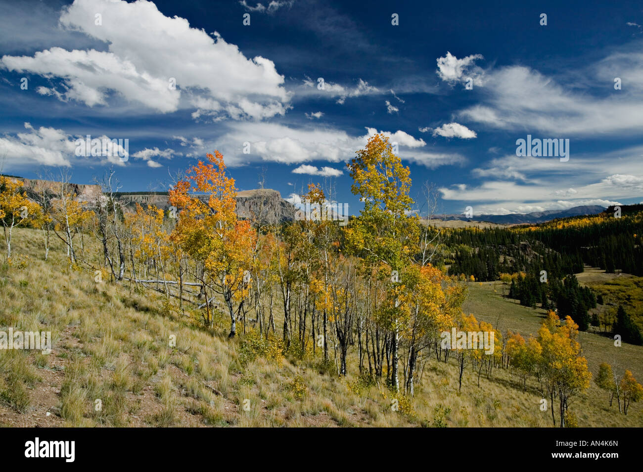 Aspen trees in fall colors, Colorado Stock Photo - Alamy