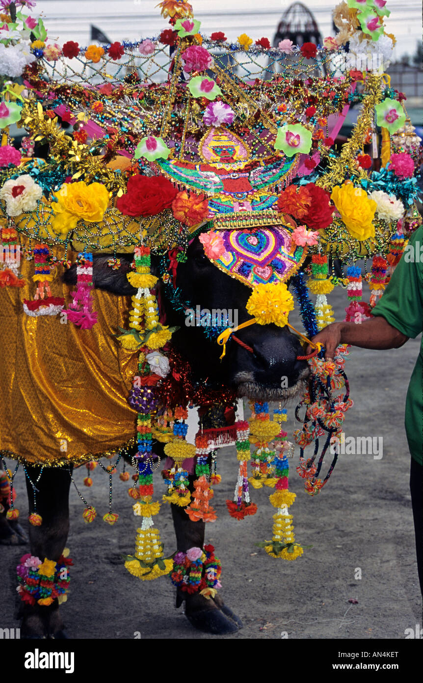 Water buffalo beauty queen, Chonburi Thailand Stock Photo - Alamy