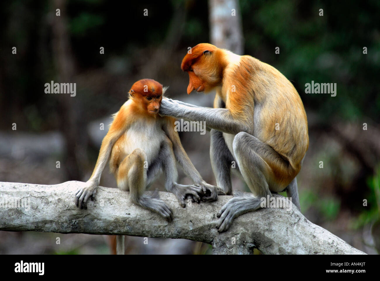 female proboscis monkey grooming juvenile Stock Photo - Alamy