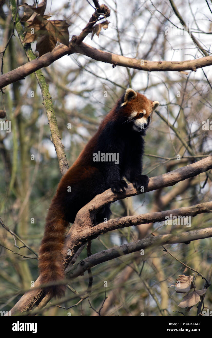 Red panda up a tree in Wolong,China Stock Photo - Alamy