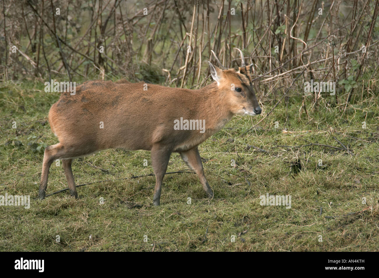 Muntjac (Barking) Deer Muntiacus reevesi adult male captive Stock Photo ...