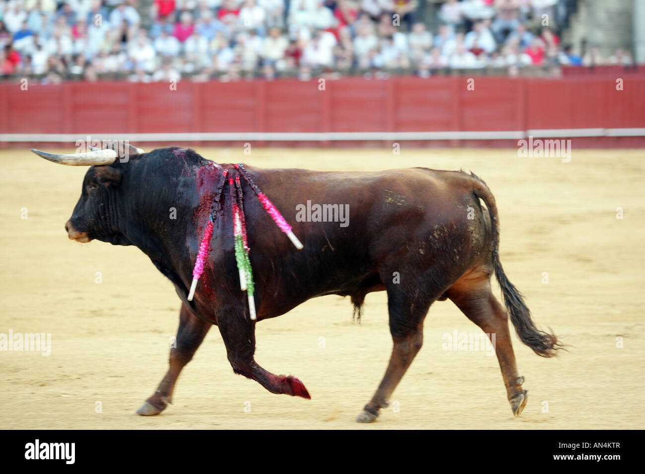 Fighting Bull Banderillas High Resolution Stock Photography and Images ...