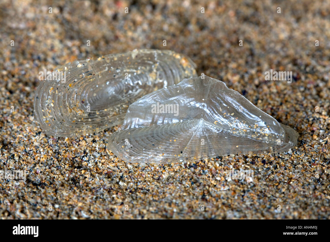 by the wind sailor Velella velella float beached cornwall Stock Photo ...