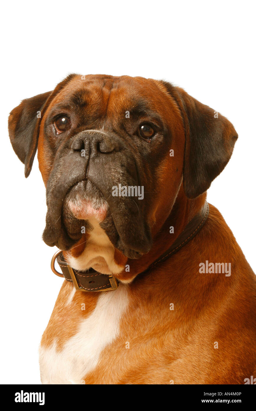 Boxer dog looking at camera with white background Stock Photo - Alamy