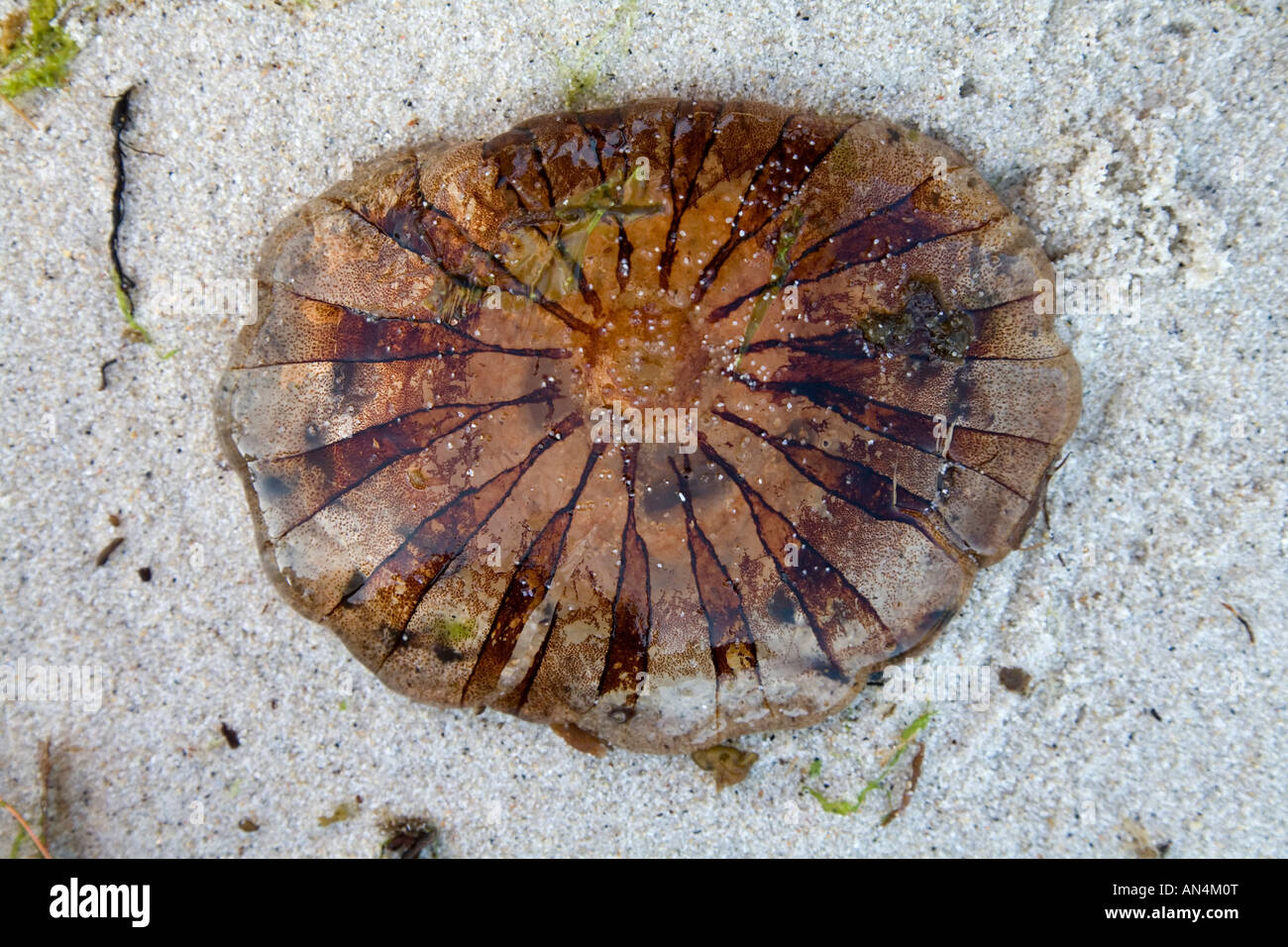 compass jellyfish Chrysaora hysoscella on a cornish beach Stock Photo ...
