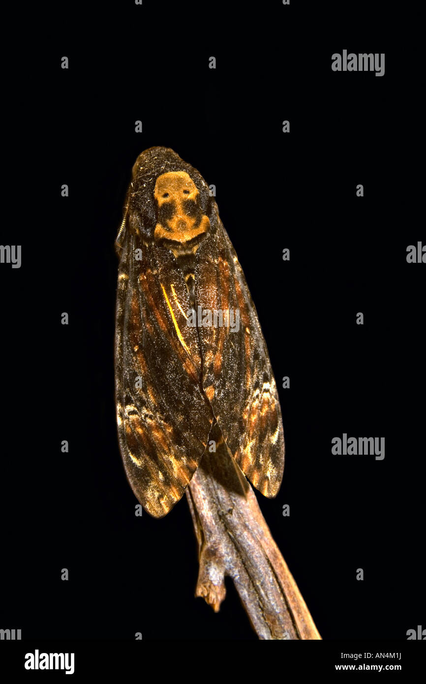 Death head hi-res stock photography and images - Alamy