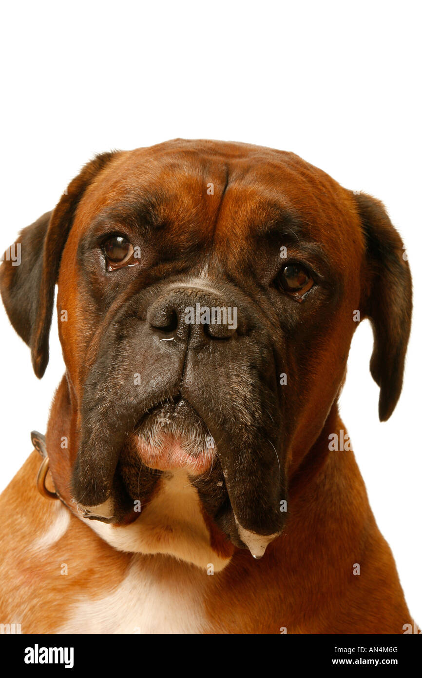 Boxer dog on white background Stock Photo - Alamy