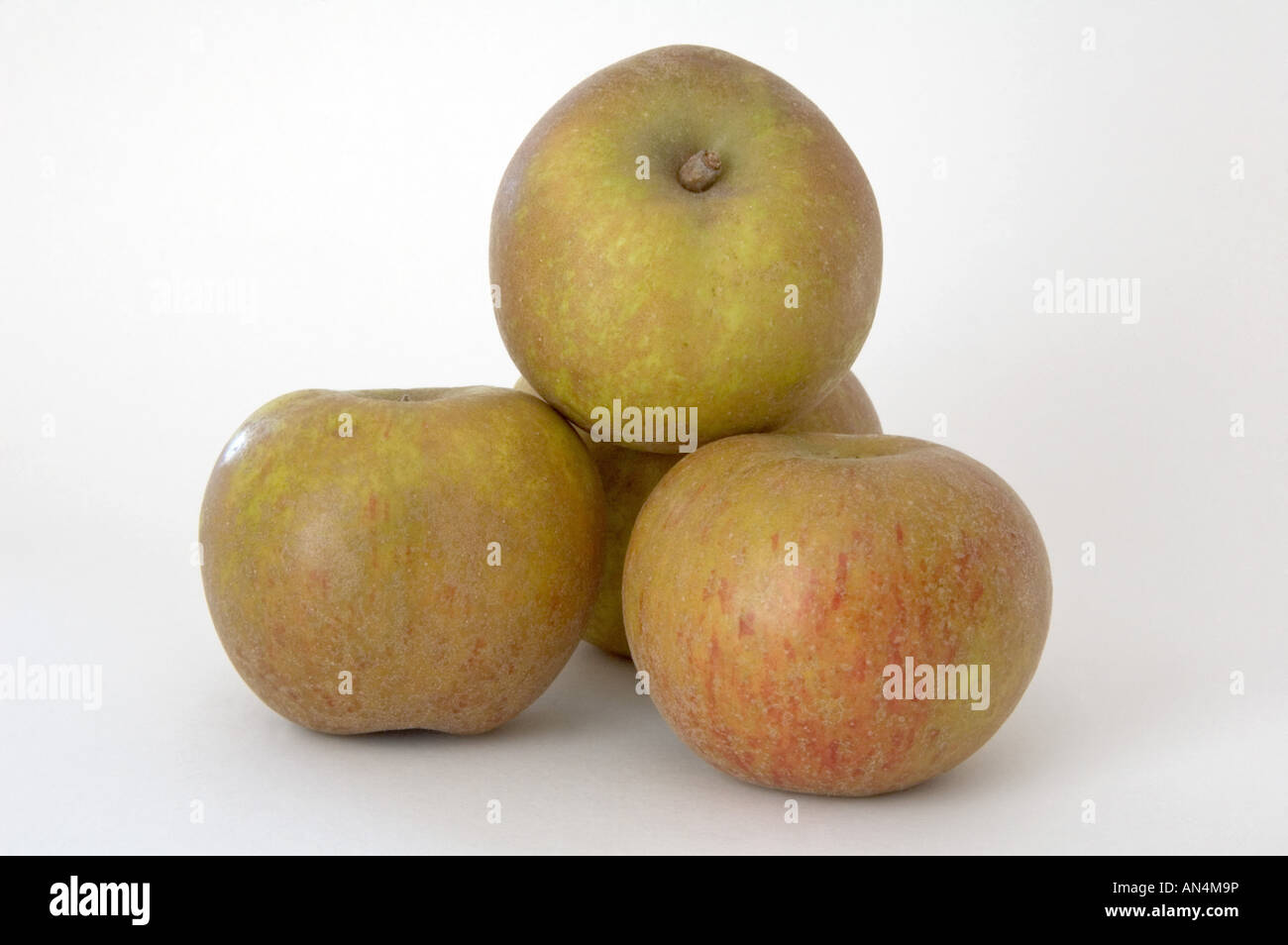 Four Ashmeads Kernel Apples " Malus domestica" on white background ...