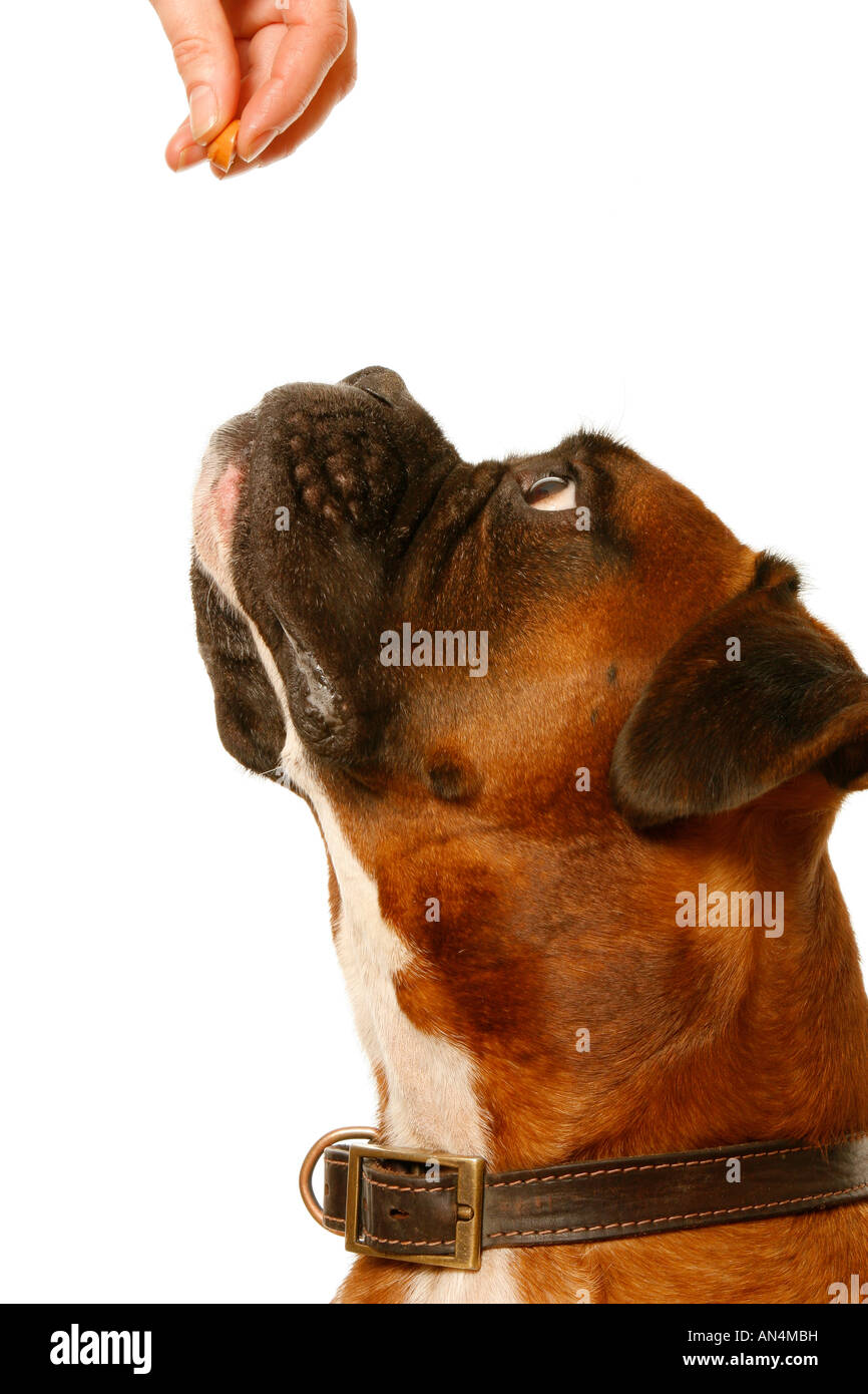 Boxer dog reaching up to take food from hand Stock Photo - Alamy