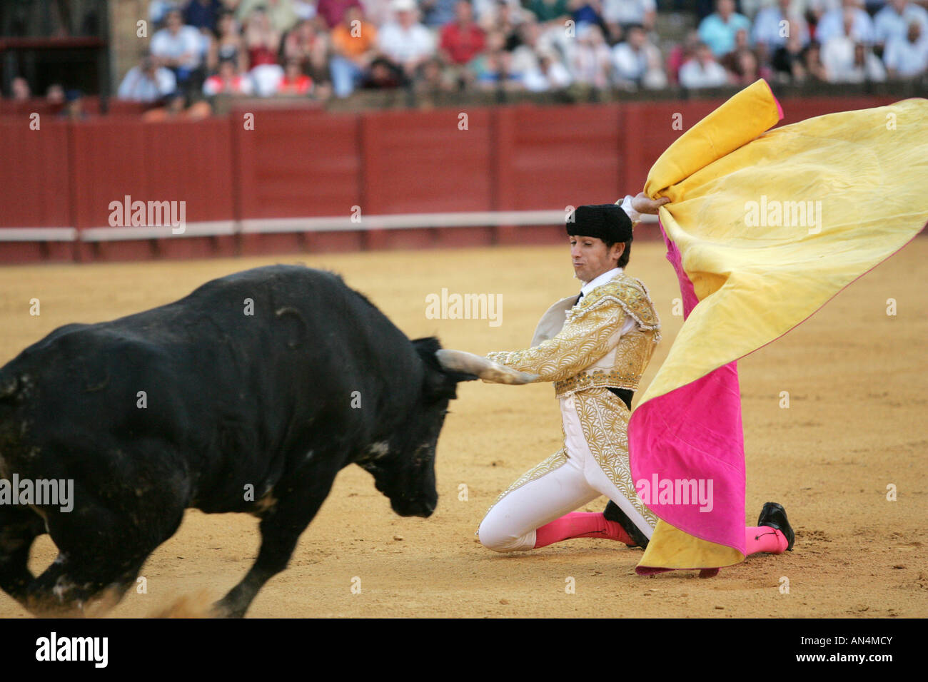 Real bull charging hi-res stock photography and images - Alamy