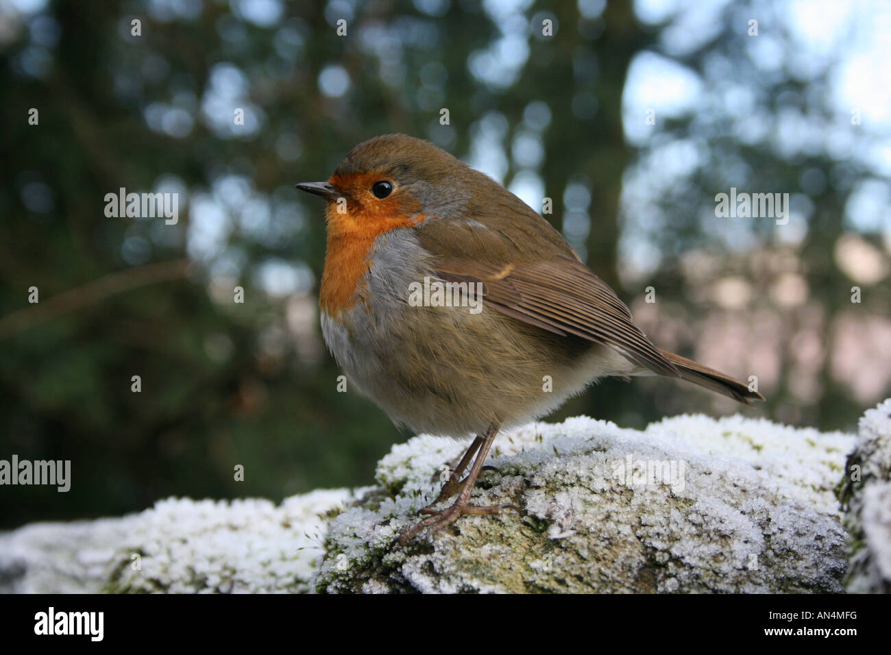 Rubecuia hi-res stock photography and images - Alamy