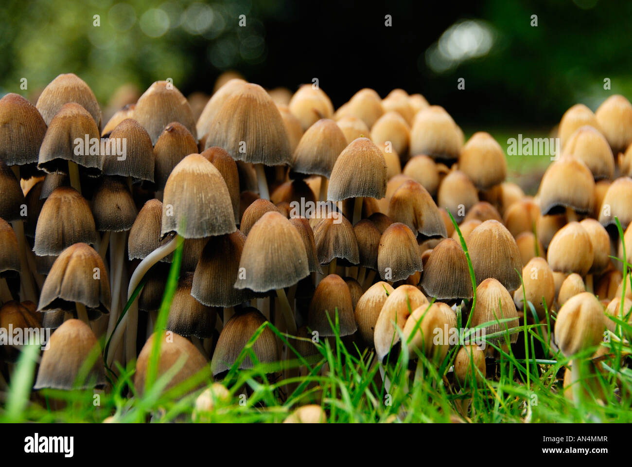 Mushroom cluster hi-res stock photography and images - Alamy