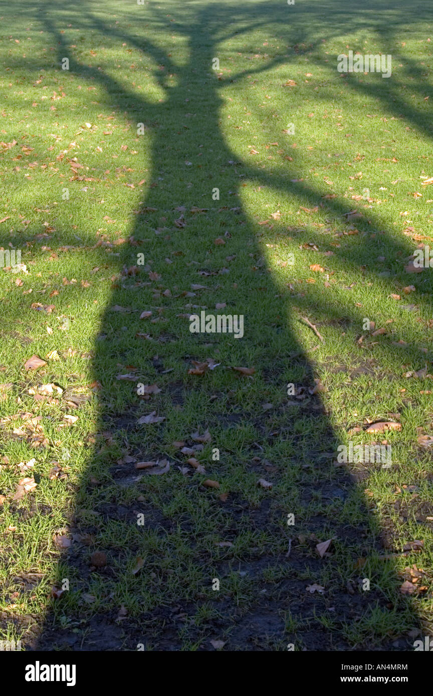 Shadow London Plane tree Platanus x hispanica, Highbury Fields, London ...