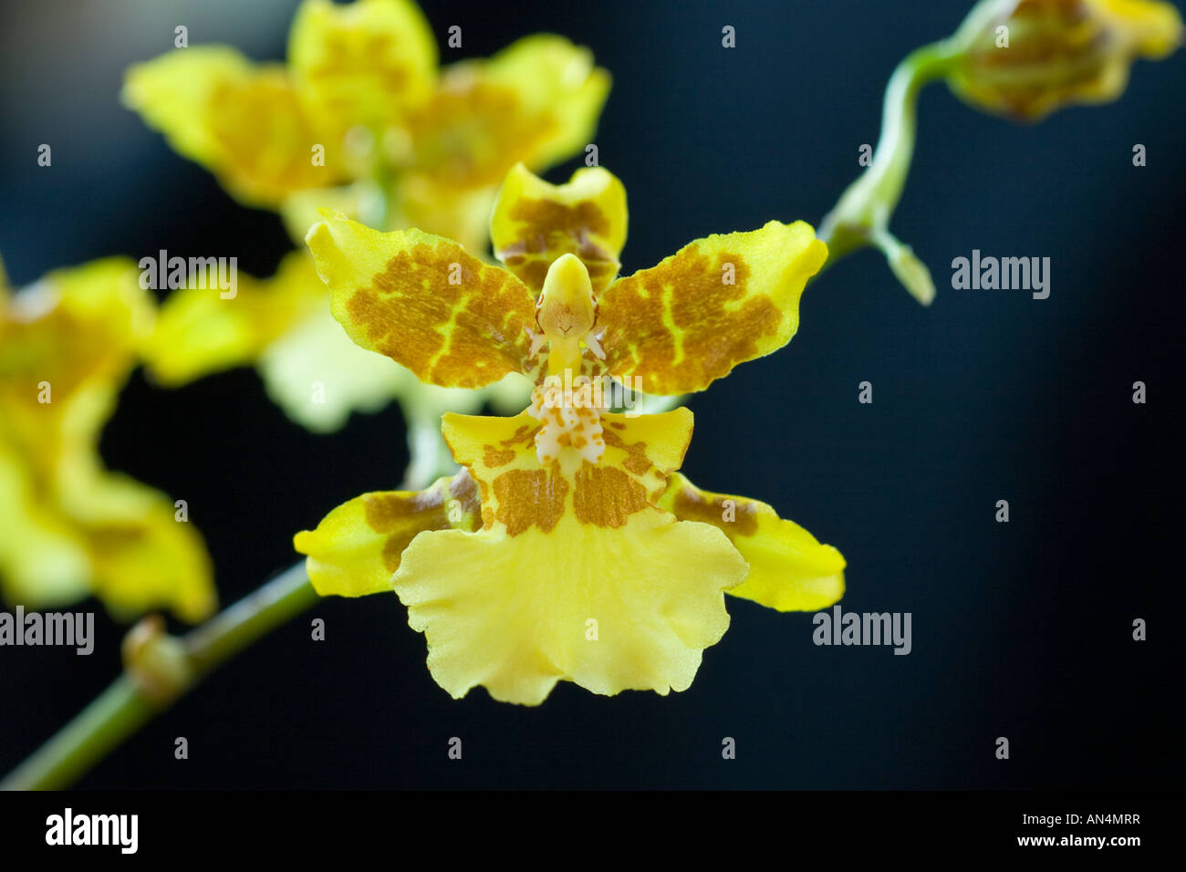 Dancing Lady orchid Stock Photo - Alamy