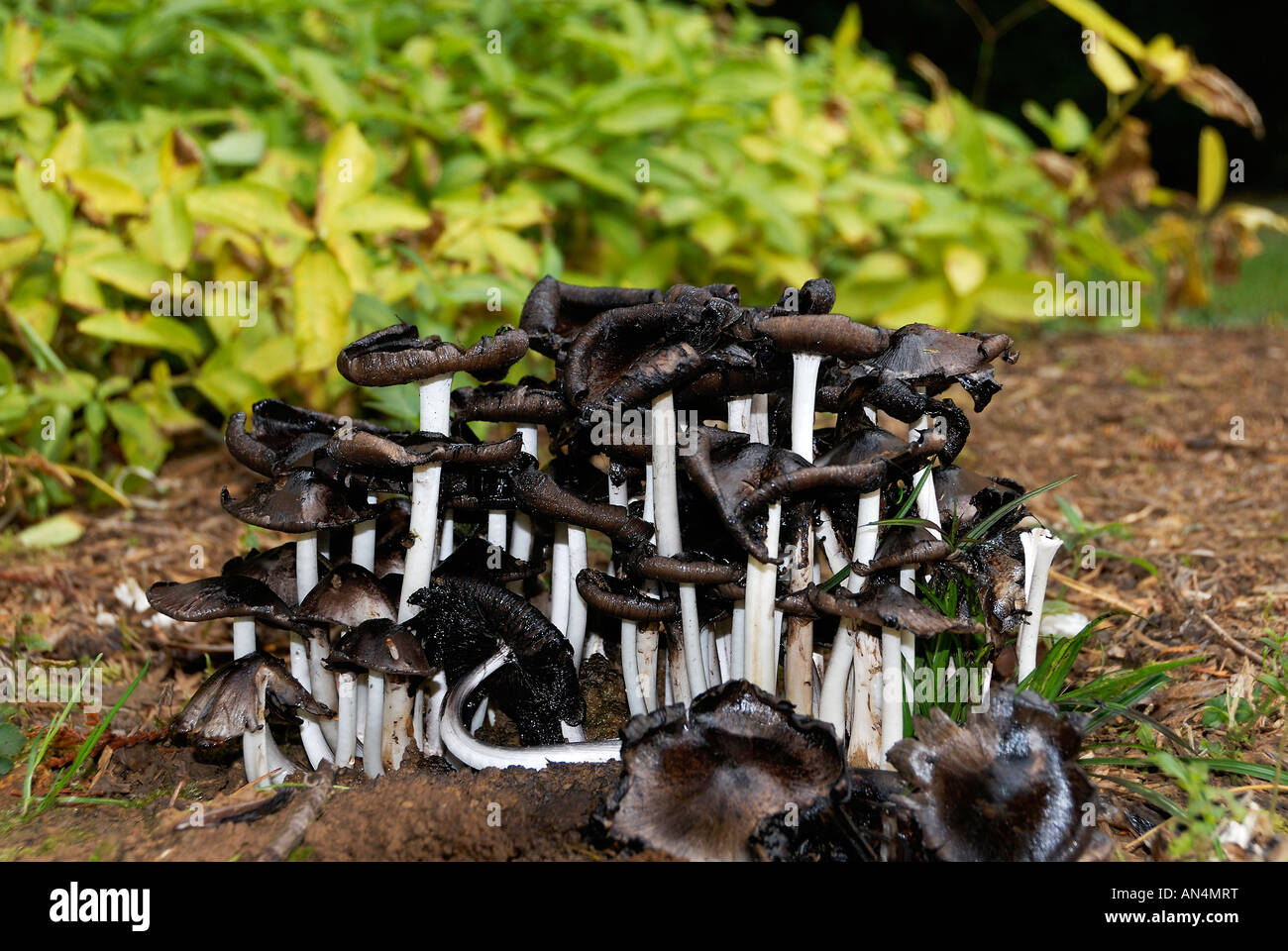 A cluster of Mushrooms Stock Photo - Alamy