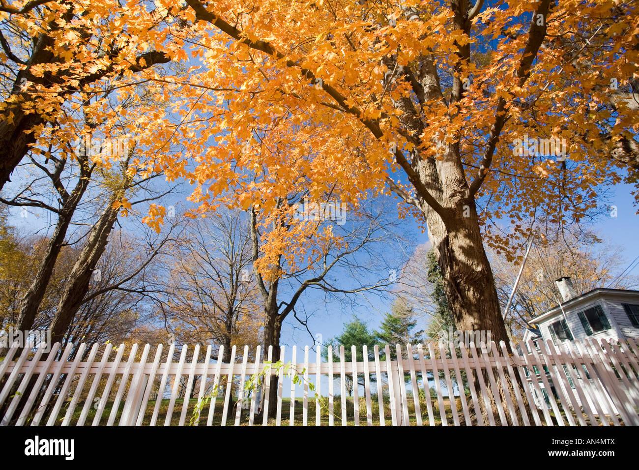 Maple tree and white fence, CT, USA Stock Photo - Alamy