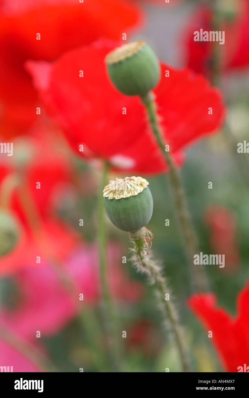 Bright red seed pods hi-res stock photography and images - Alamy