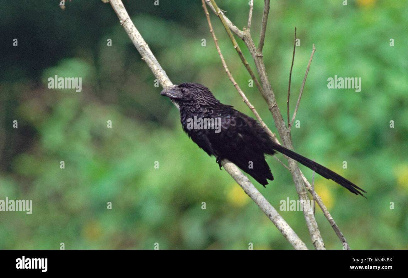 Black billed cuckoo flying hi-res stock photography and images - Alamy