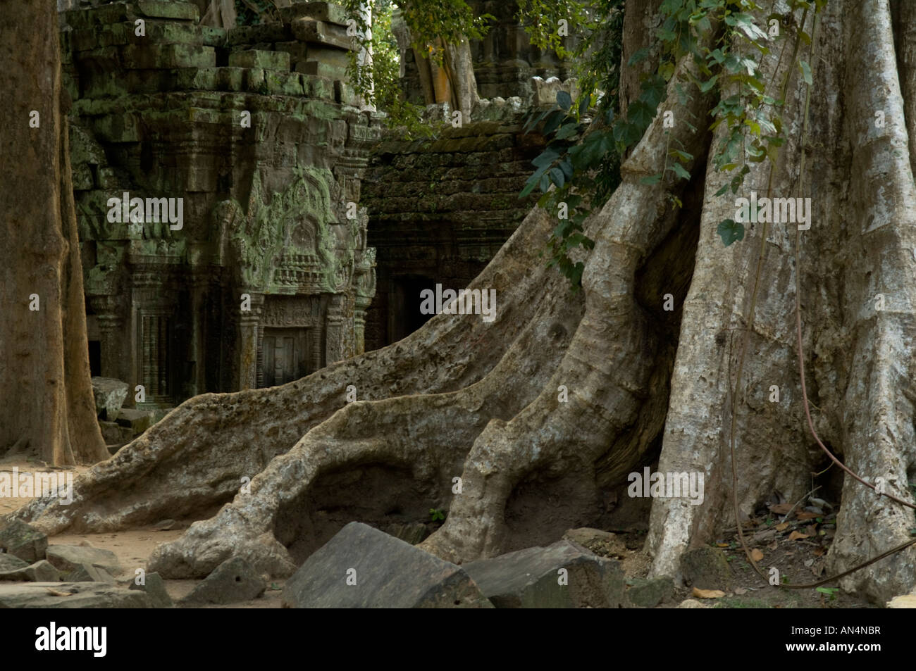 Ta Prohm Angkor Cambodia Stock Photo - Alamy