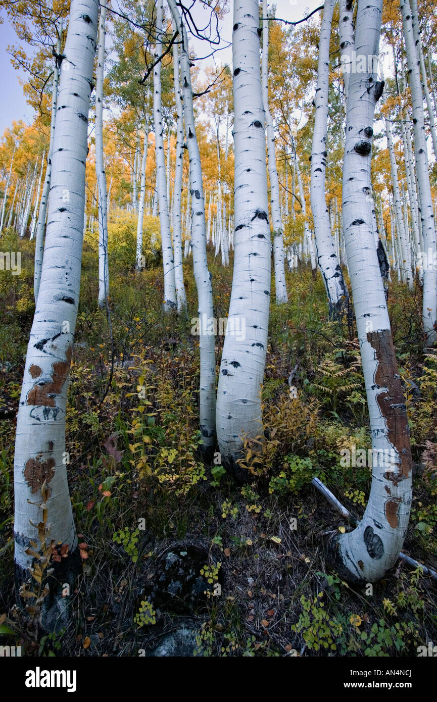 Aspen trees kebler pass outside hi-res stock photography and images - Alamy