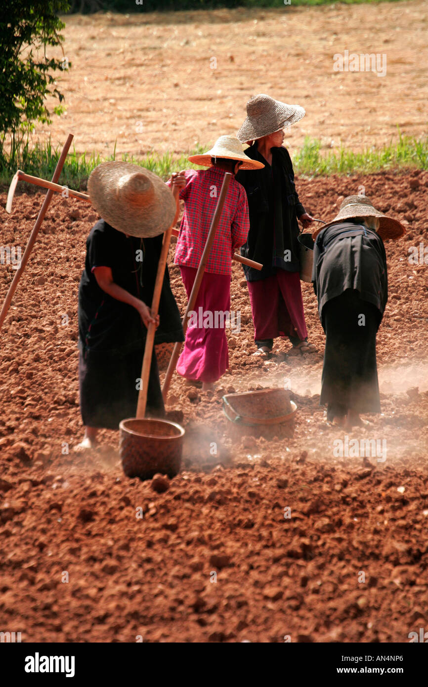 Pa-O women working in the garlic fields near Taunggyi, Shan State ...