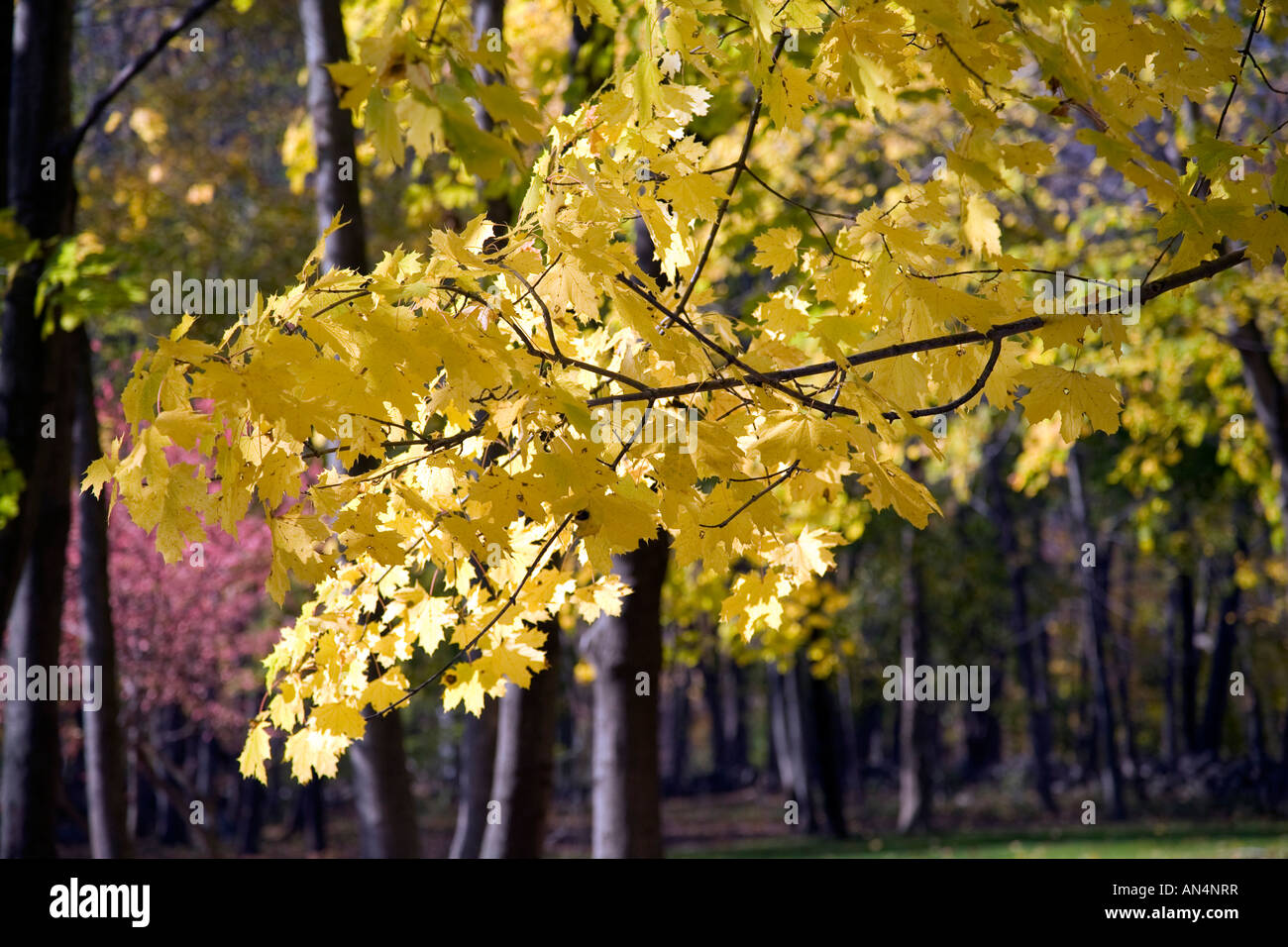 Yellow leaves of a maple tree in the fall, Connecticut, USA Stock Photo ...