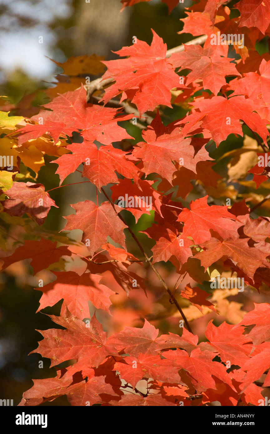 Red maple leaves close up Stock Photo - Alamy