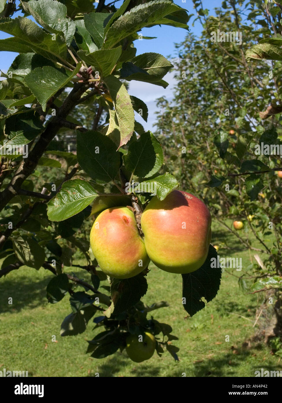 Pair of apples trees hi-res stock photography and images - Alamy