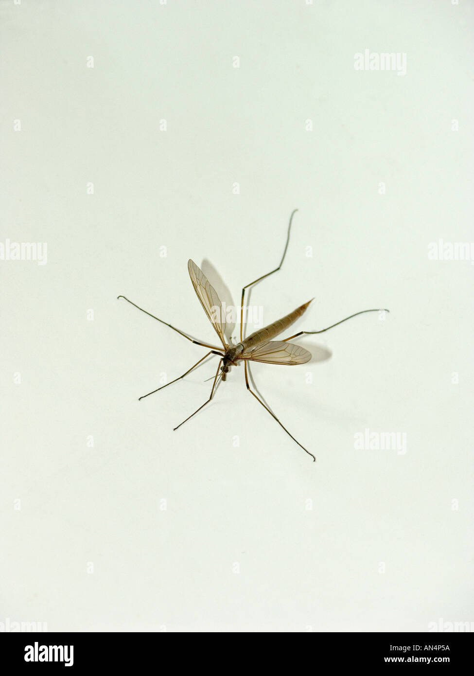 Adult crane fly Tipila maxima Stock Photo - Alamy