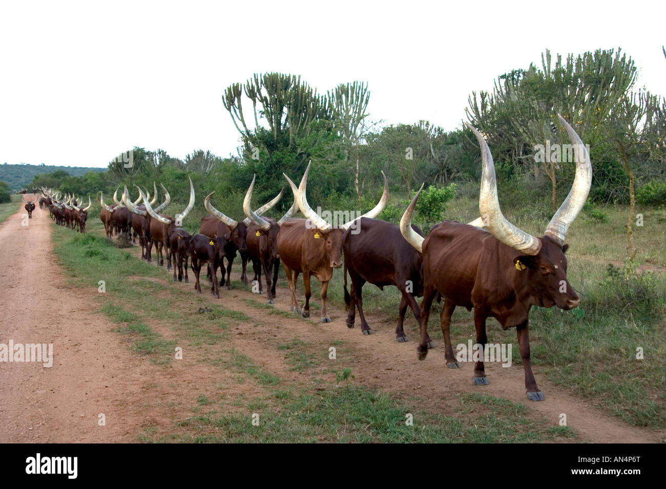 Bahima hi-res stock photography and images - Alamy