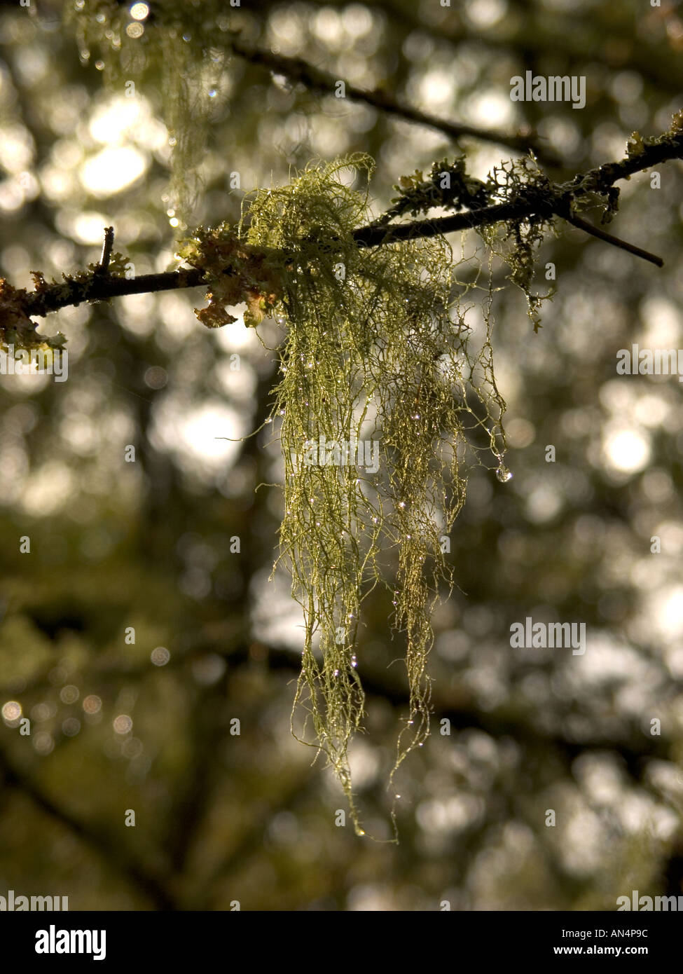 Dripping lichen hi-res stock photography and images - Alamy